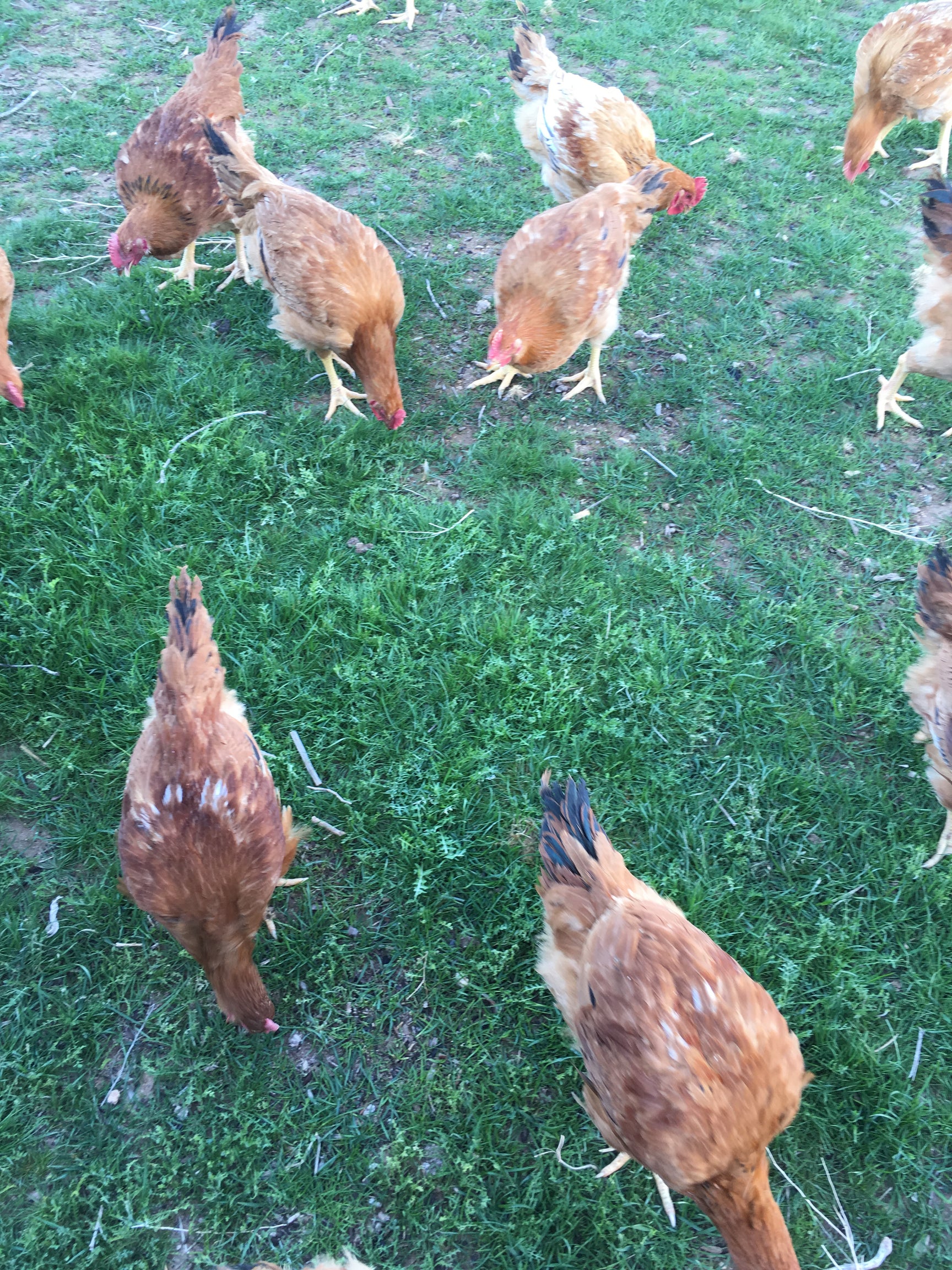 Blue Goose Farms – BlueGooseFarms